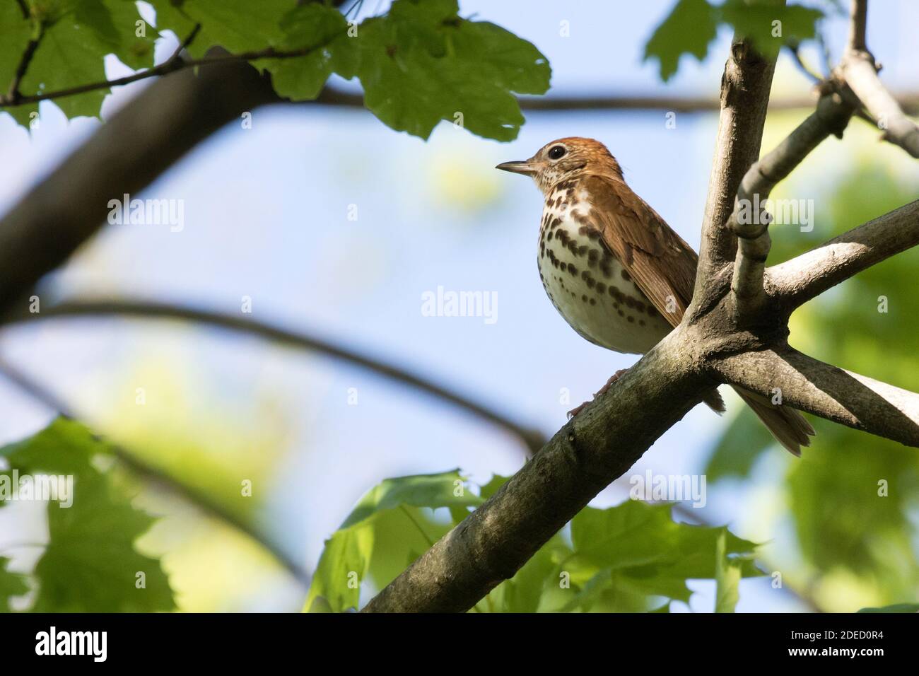 Wood Thrush (Hylocichla mustelina) perched on a branch, Long Island ...