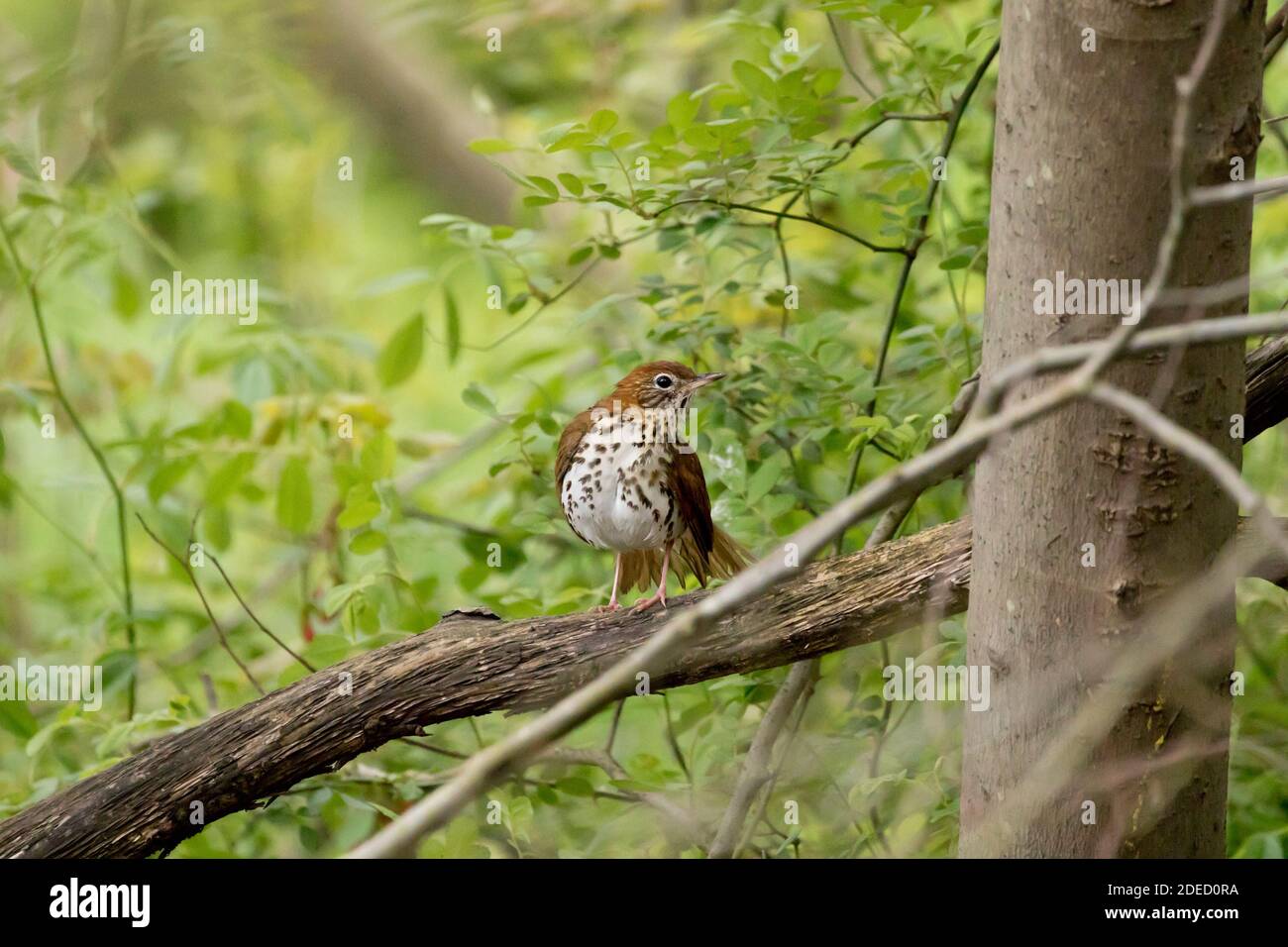 Wood Thrush (Hylocichla mustelina) perched on a branch, Long Island ...