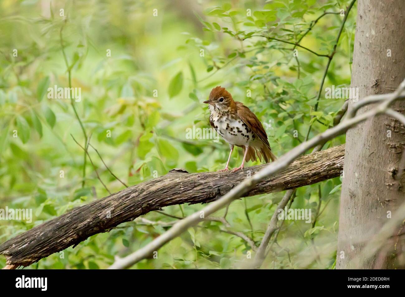 Wood Thrush (Hylocichla mustelina) perched on a branch, Long Island ...