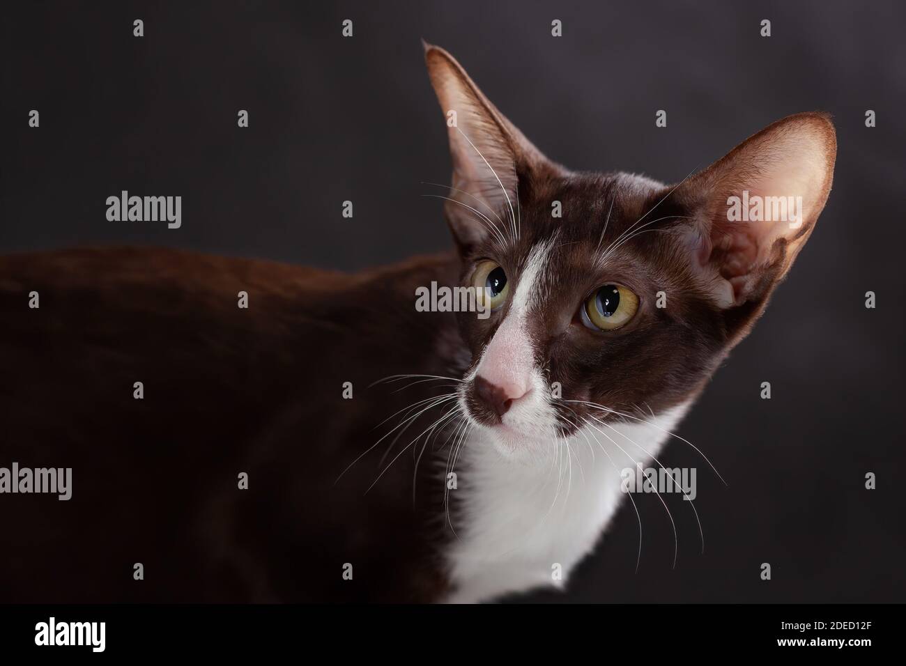 Close up portrait of oriental cat breed kitten of brown and white color ...
