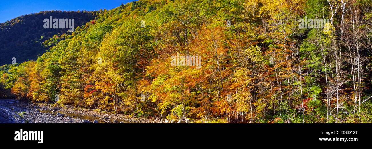 Shoreline trees hi-res stock photography and images - Alamy
