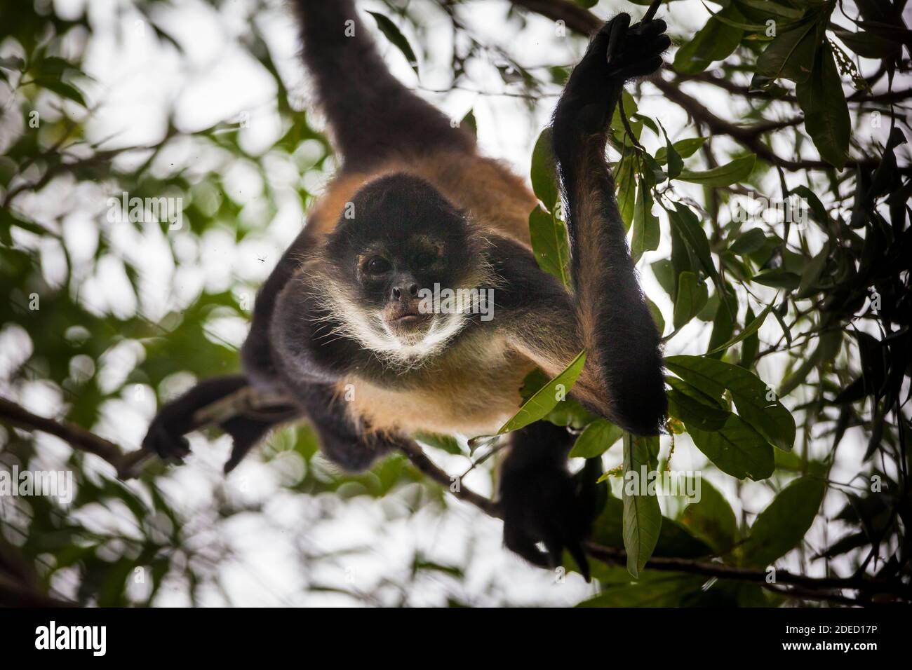 Panama wildlife with Azuero Spider Monkey, Ateles geoffroyi azuerensis ...