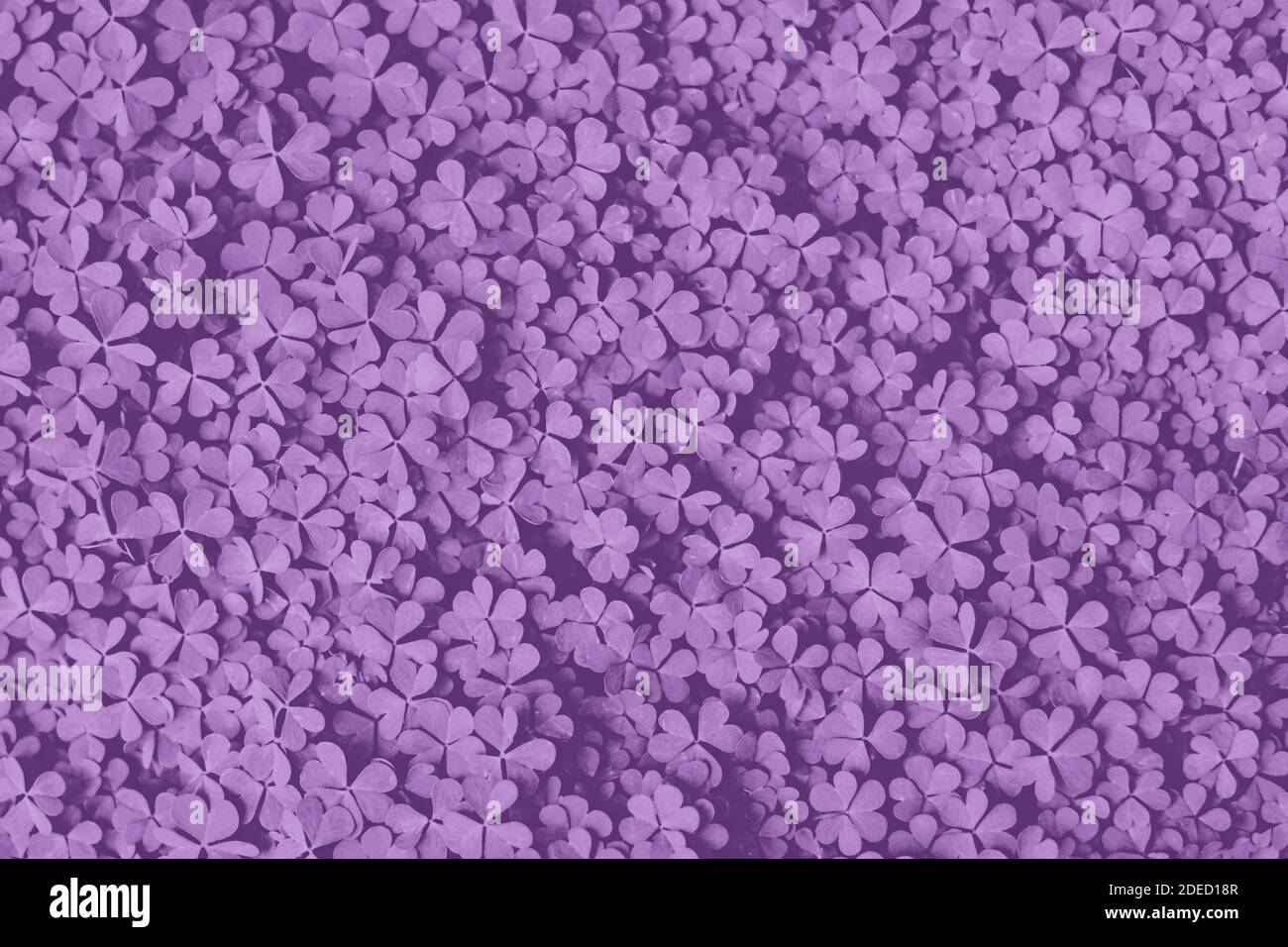 Shamrock plant three leaves hi-res stock photography and images - Alamy