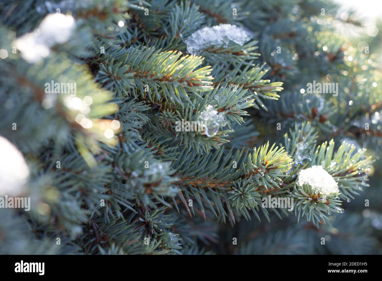 blue spruce in shining drops of rain and snow in the sun Stock Photo ...