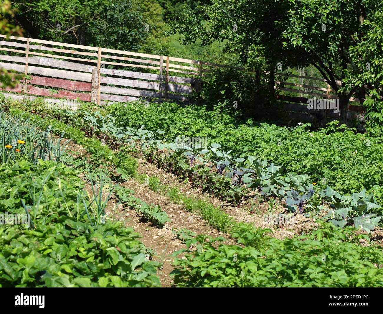 Organic vegetable farm near Zywiec, Poland. Potato field and vegetables ...