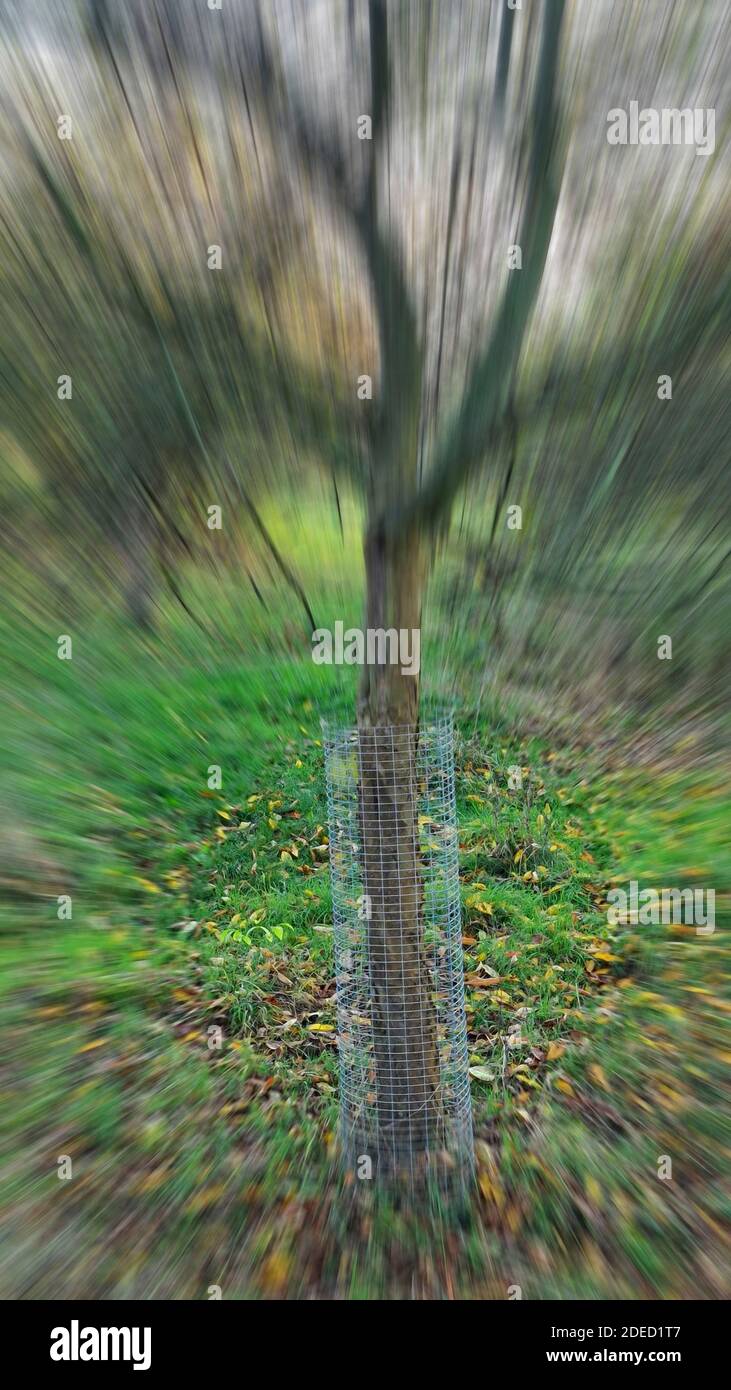 apple tree (Malus domestica), fruit tree with protection against damage ...