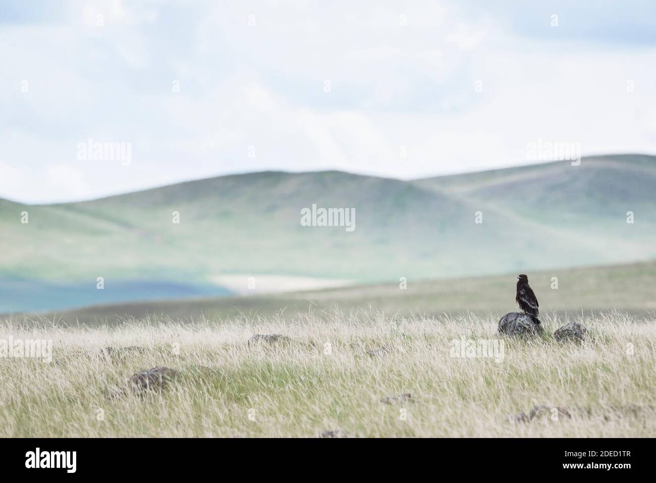 greater spotted eagle (Aquila clanga, Clanga clanga), second year ...