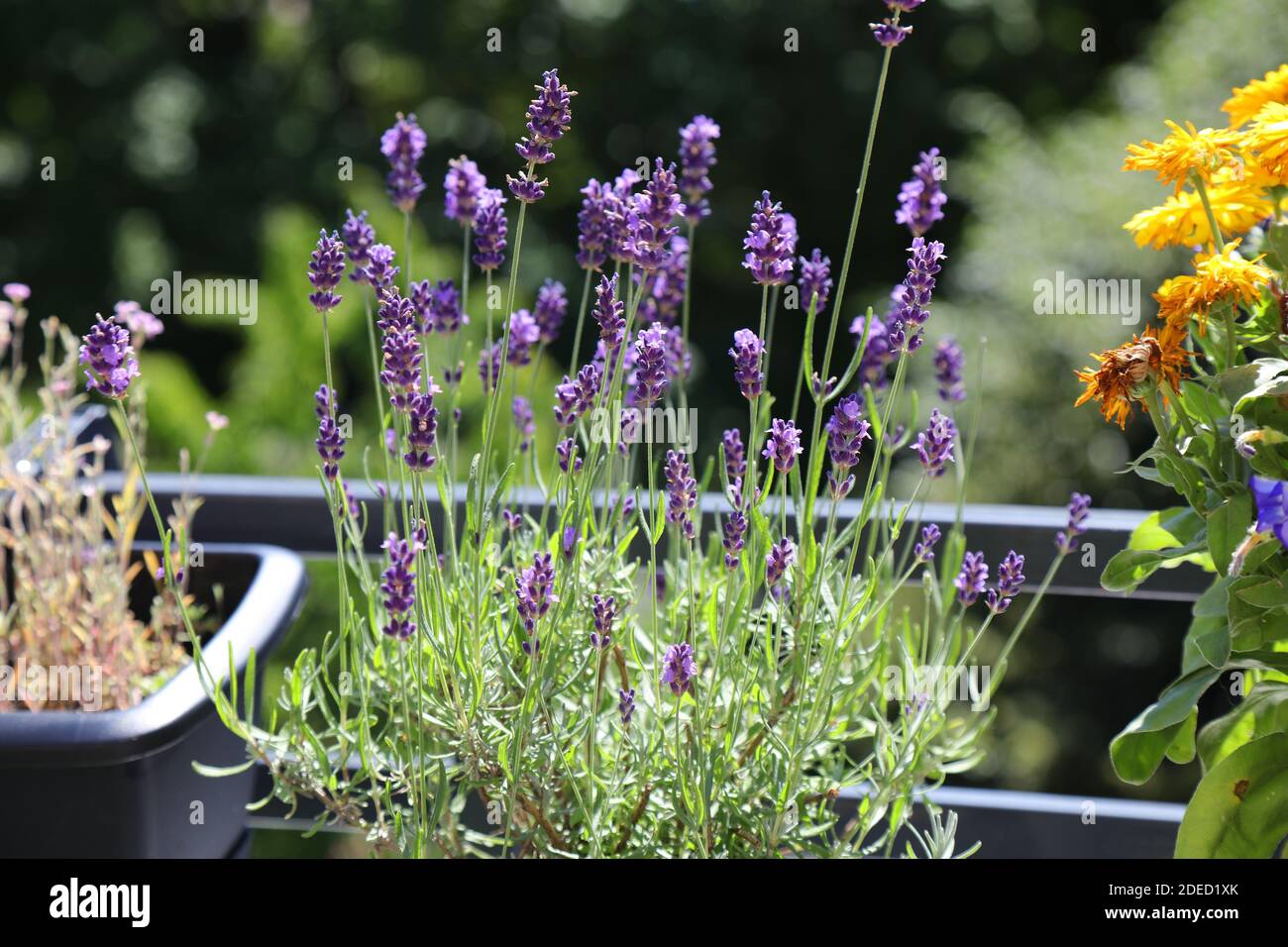 Balcony gardening. Own grown organic lavender on balcony Stock Photo ...