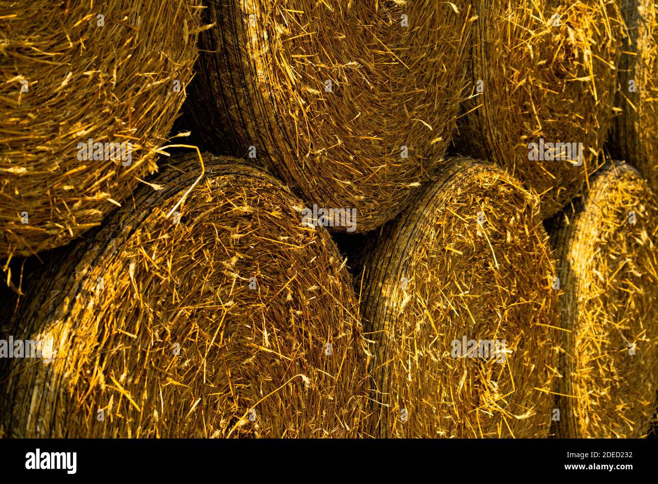 Yellow hay bales hi-res stock photography and images - Alamy