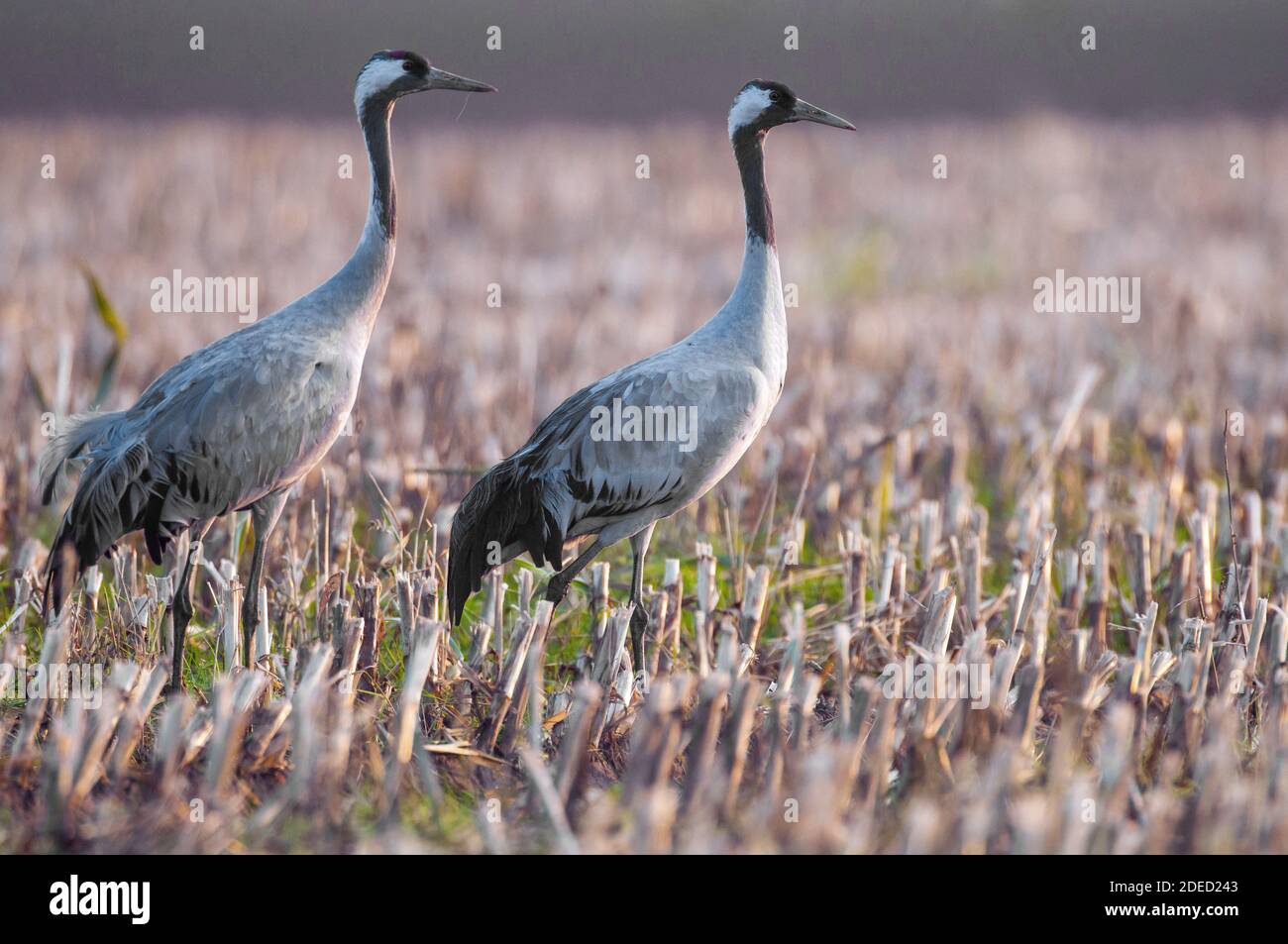 Common crane, Eurasian Crane (Grus grus), cranes resting from autumn ...