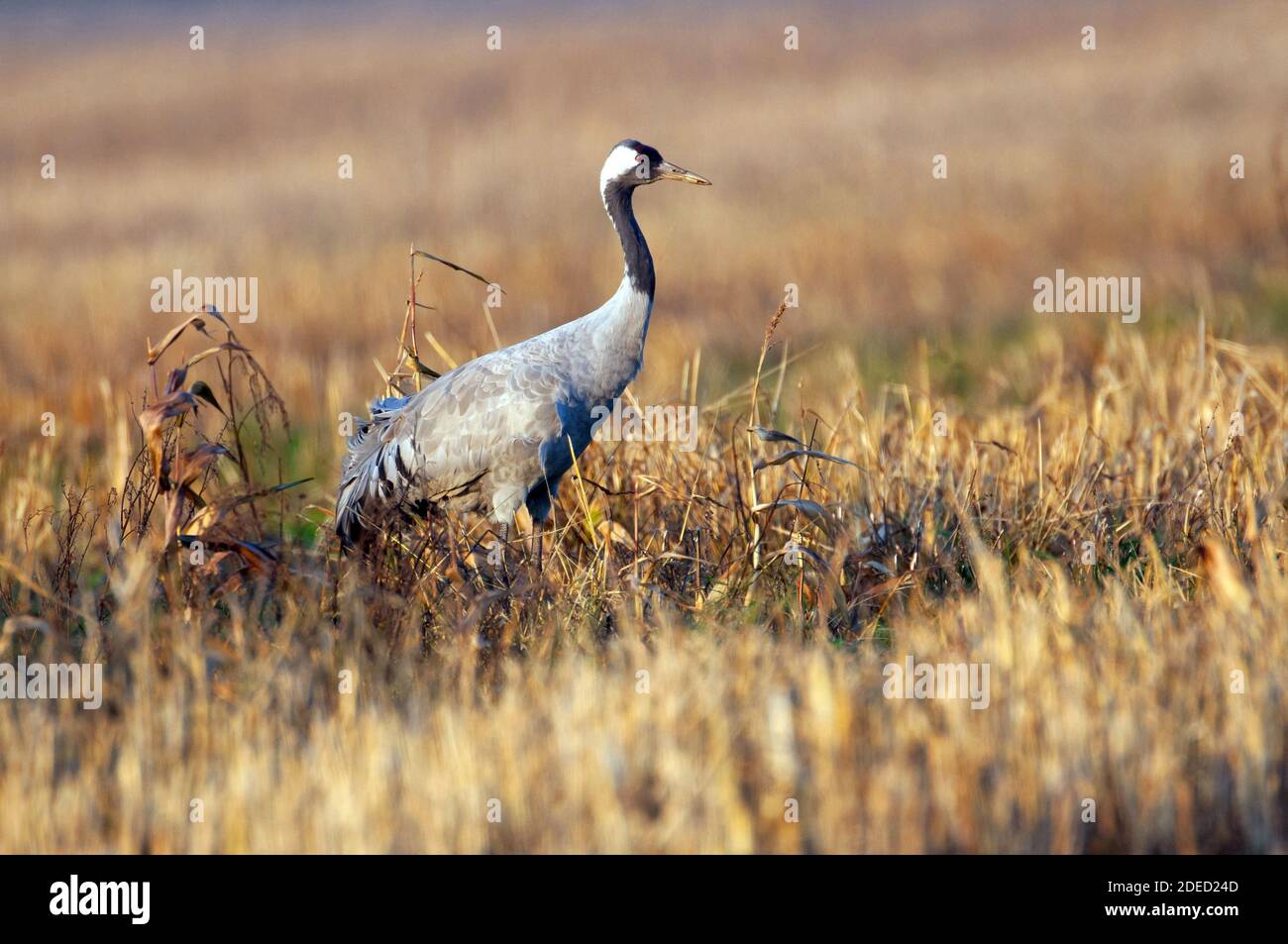 Common crane, Eurasian Crane (Grus grus), crane resting from autumn ...