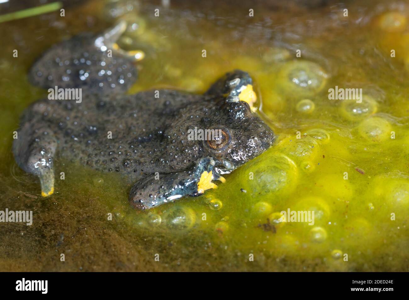 yellow-bellied toad, yellowbelly toad, variegated fire-toad (Bombina ...