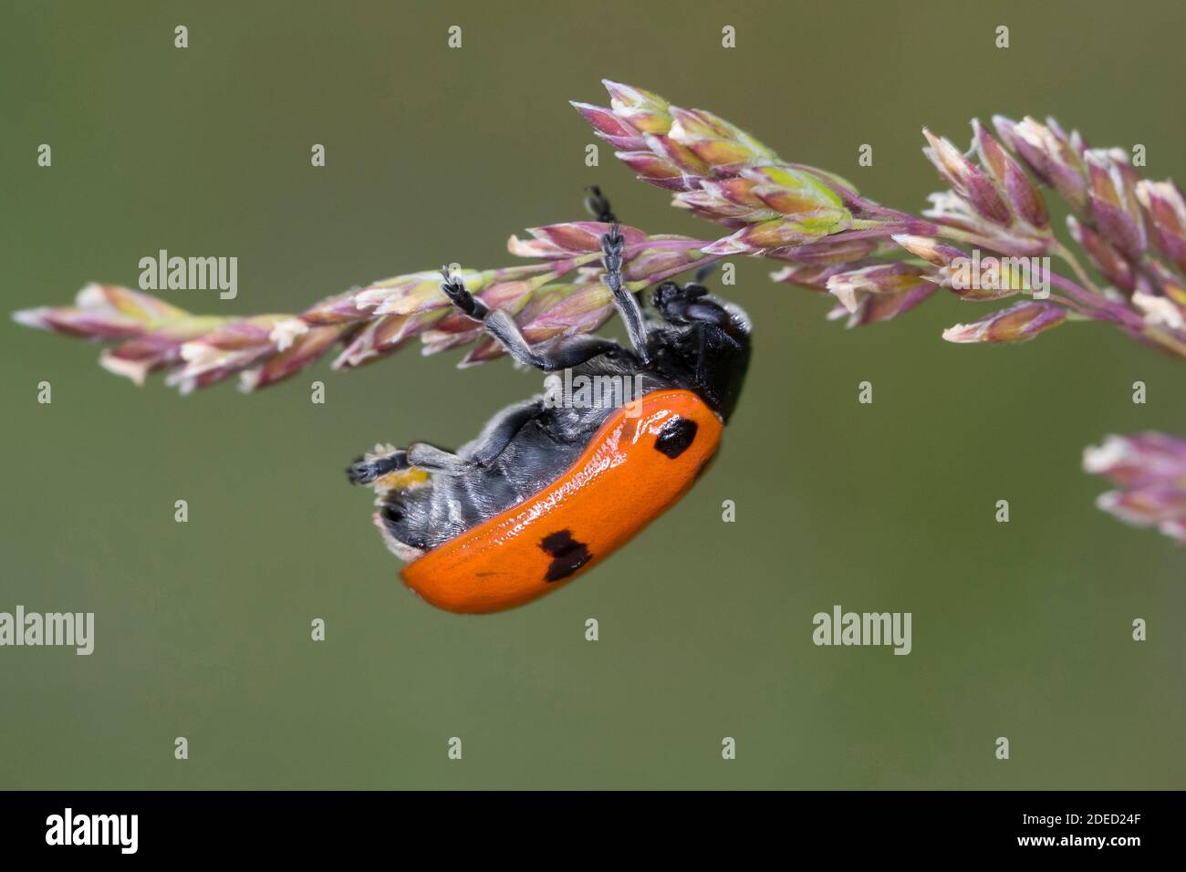 Ear willow hi-res stock photography and images - Alamy