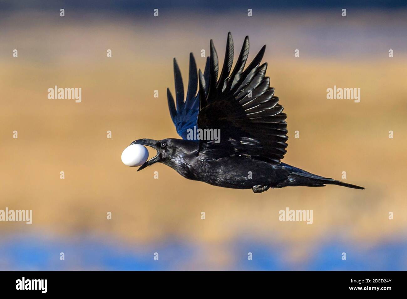 Raven Flying High Resolution Stock Photography and Images - Alamy