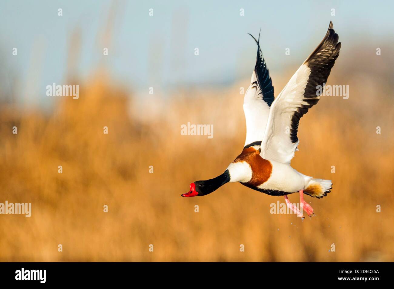 common shelduck (Tadorna tadorna), flying gander, side view, Spain ...