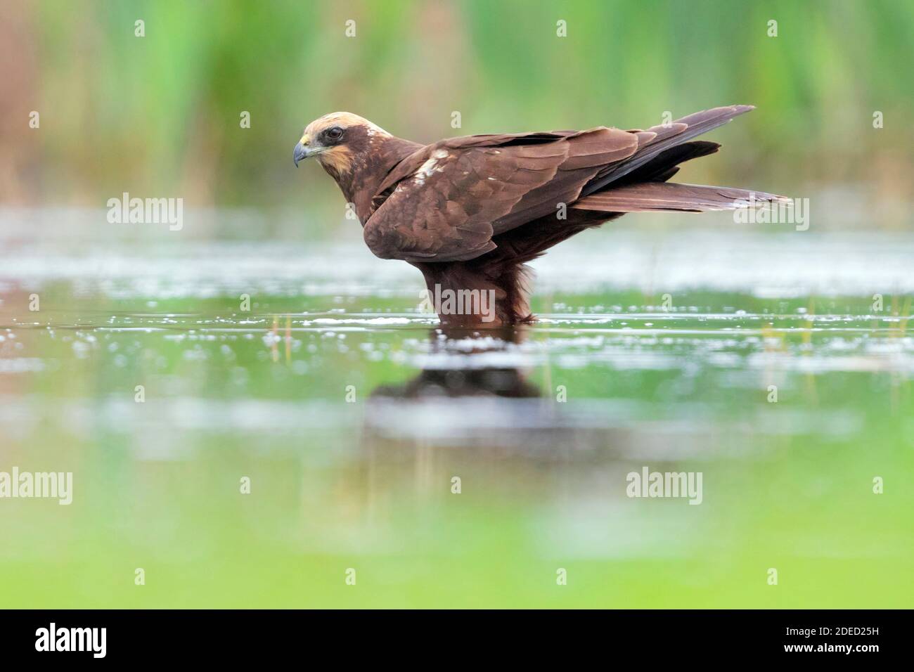 Western Marsh Harrier (Circus aeruginosus), adult female standing in a ...