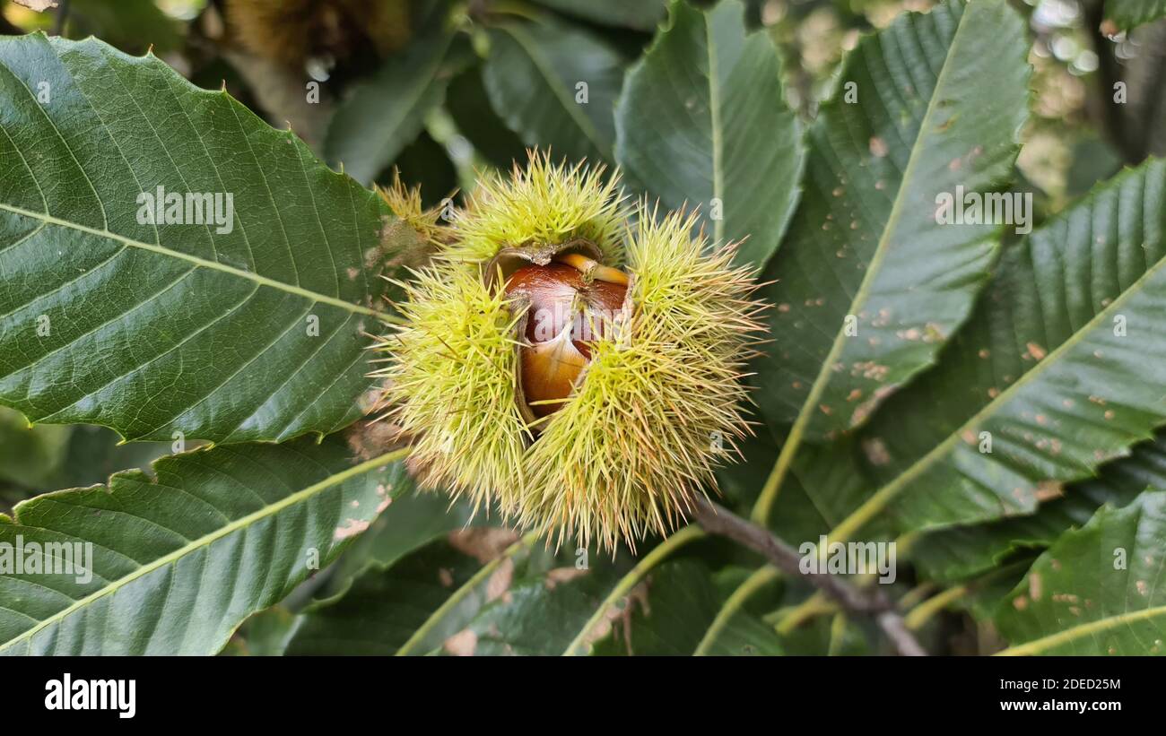 Spanish Chestnut Tree High Resolution Stock Photography and Images - Alamy