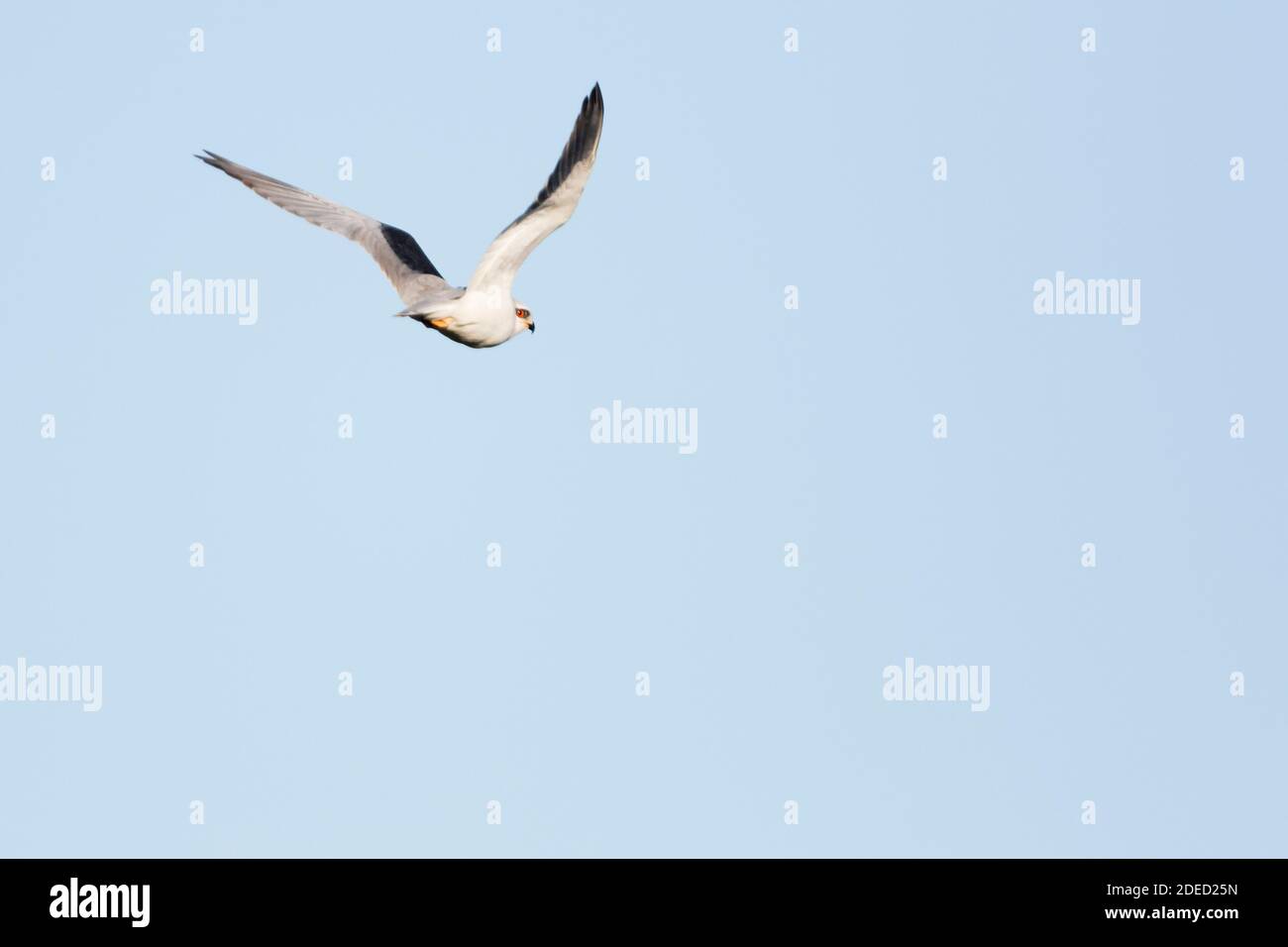 Black-shouldered kite (Elanus caeruleus, Elanus caeruleus caeruleus ...