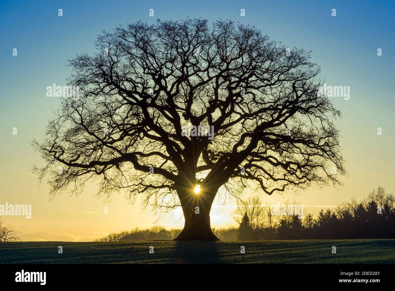 oak (Quercus spec.), 400 year old oak tree at sunset, Germany, Lower ...