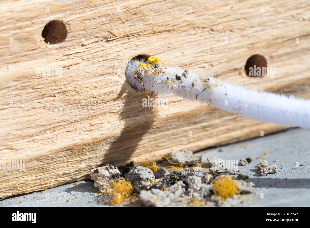 Pipe Cleaner High Resolution Stock Photography and Images - Alamy