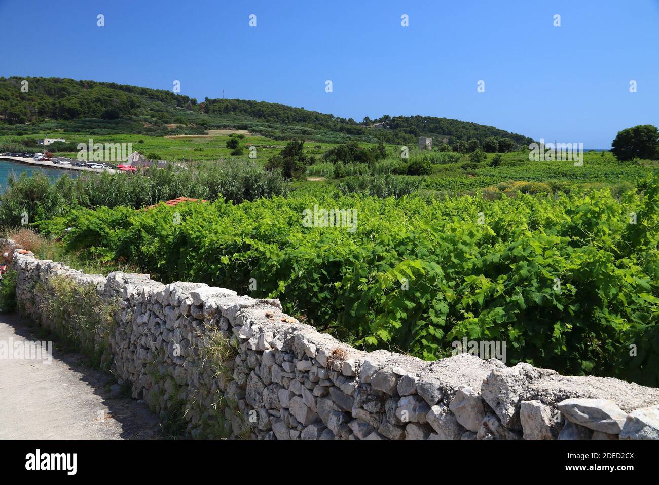 Korcula island vineyard. Croatia wine making region. Town of Lumbarda ...