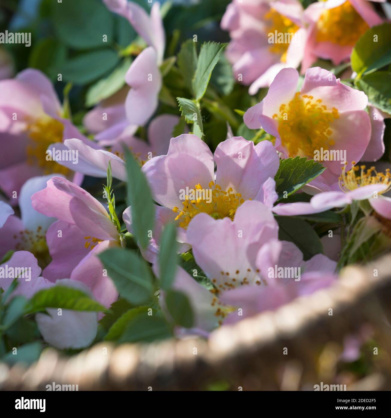 Picking dog rose flowers hi-res stock photography and images - Alamy