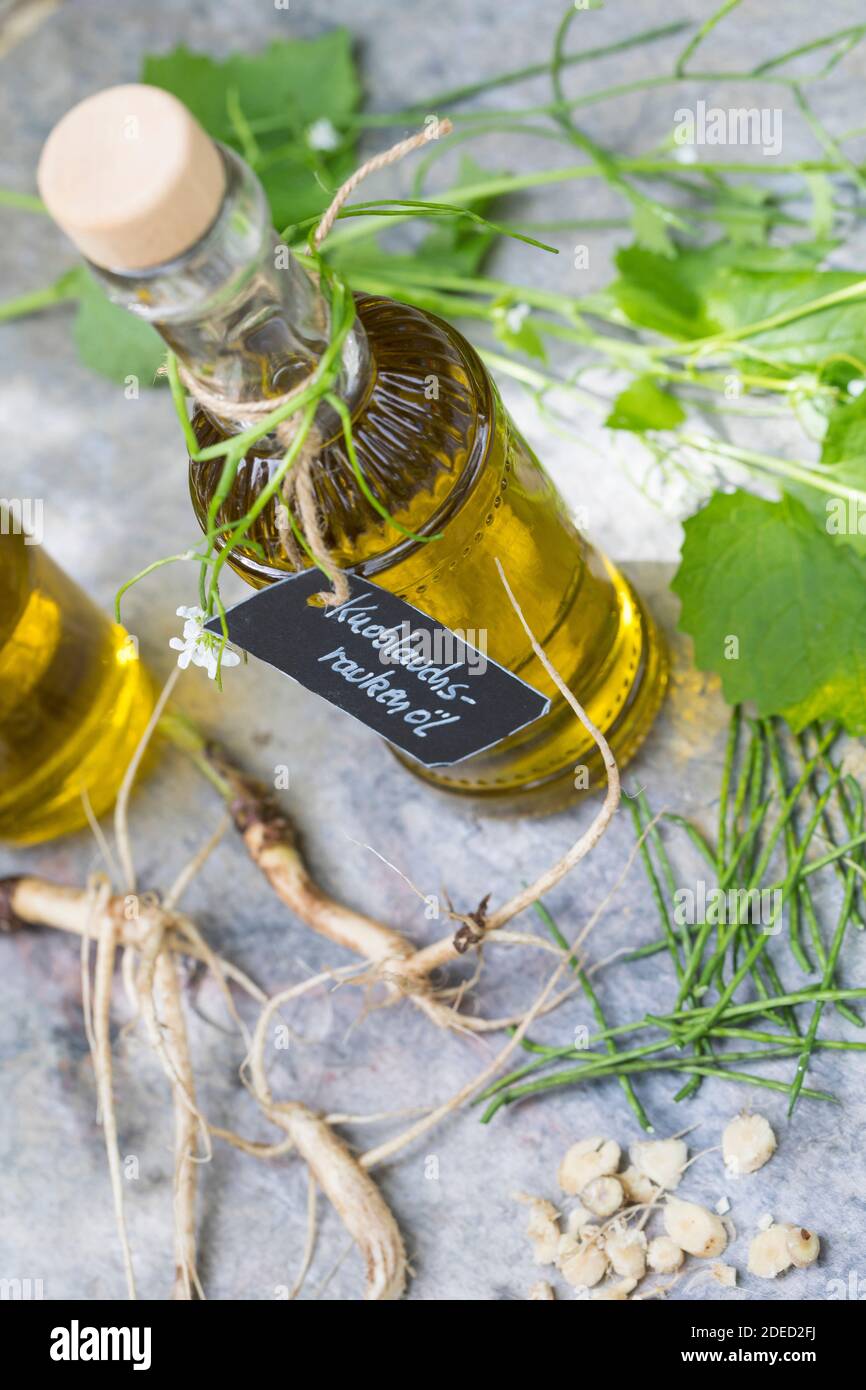 Garlic mustard, Hedge Garlic, Jack-by-the-Hedge (Alliaria petiolata ...