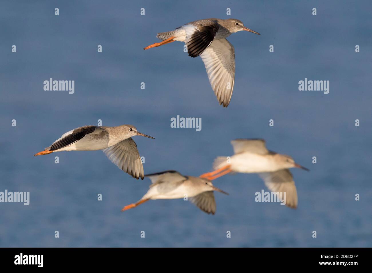 common redshank (Tringa totanus), small flock in flight, Oman, Dhofar ...