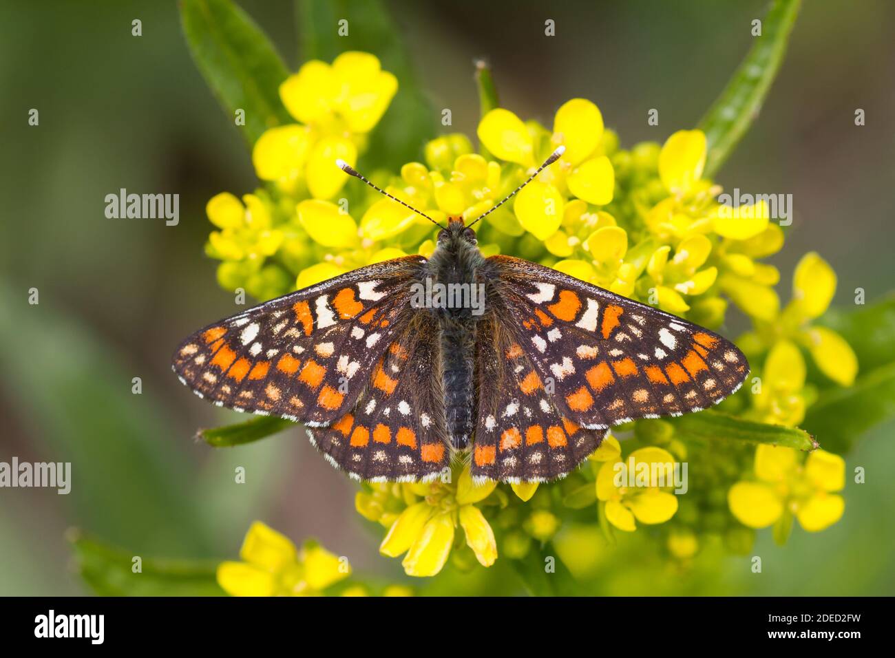 Scarce fritillary (Euphydryas maturna staudingeri, Hypodryas maturna ...