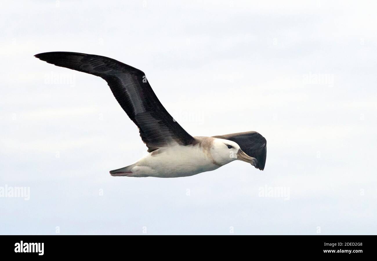 Black-browed albatross (Thalassarche melanophris, Diomedea melanophris ...