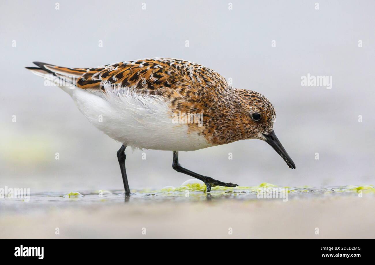 Sanderling summer breeding plumage hi-res stock photography and images ...