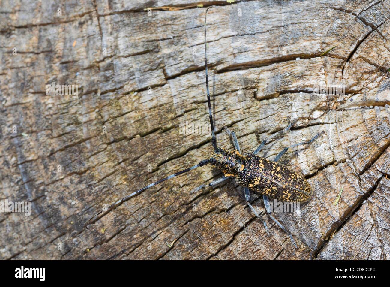 Long horned beetle monochamus hi-res stock photography and images - Alamy