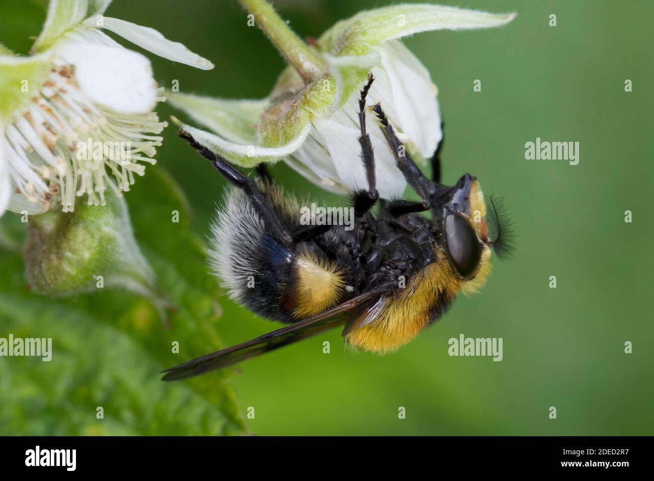 Bumblebee mimic hoverfly (Volucella bombylans), blossom attendance at a ...