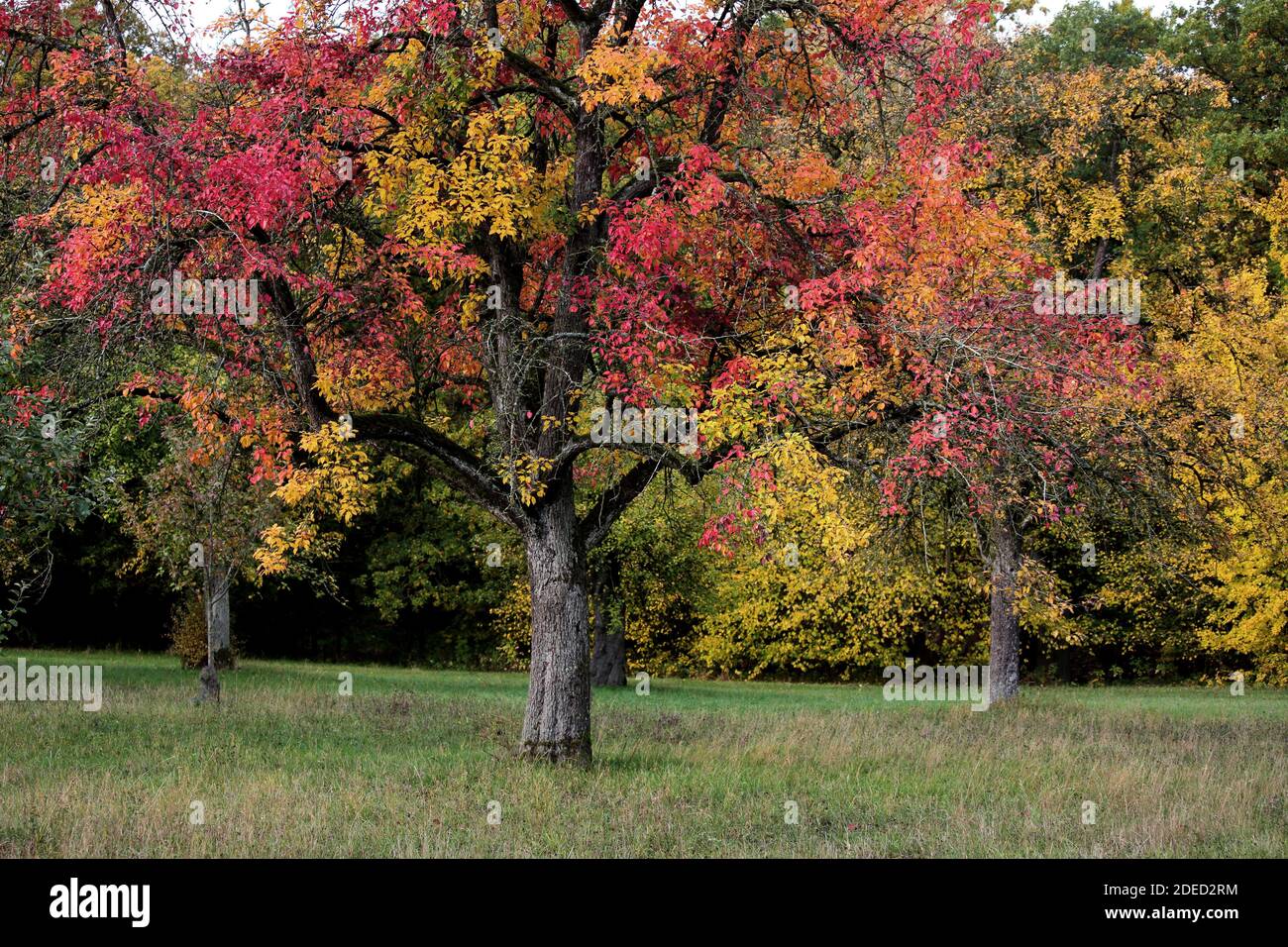 Common pear (Pyrus communis), pear tree in autumn, Germany, Baden ...