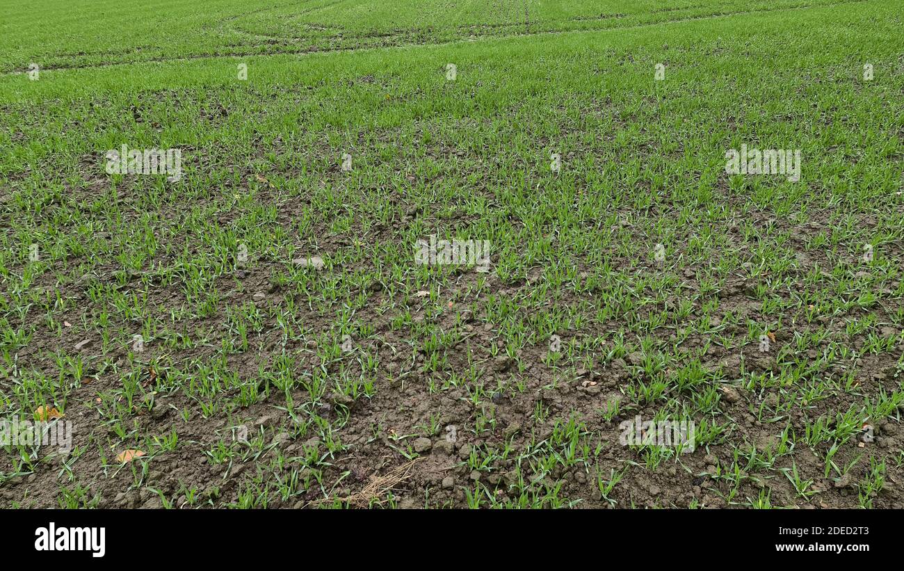 Seedlings field hi-res stock photography and images - Alamy