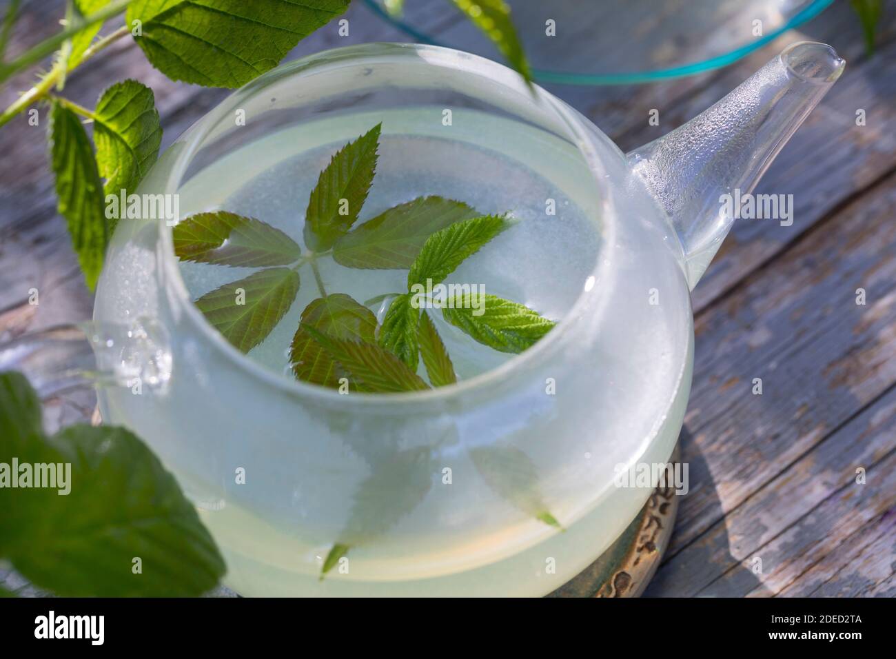 Blackberry leaves hi-res stock photography and images - Alamy