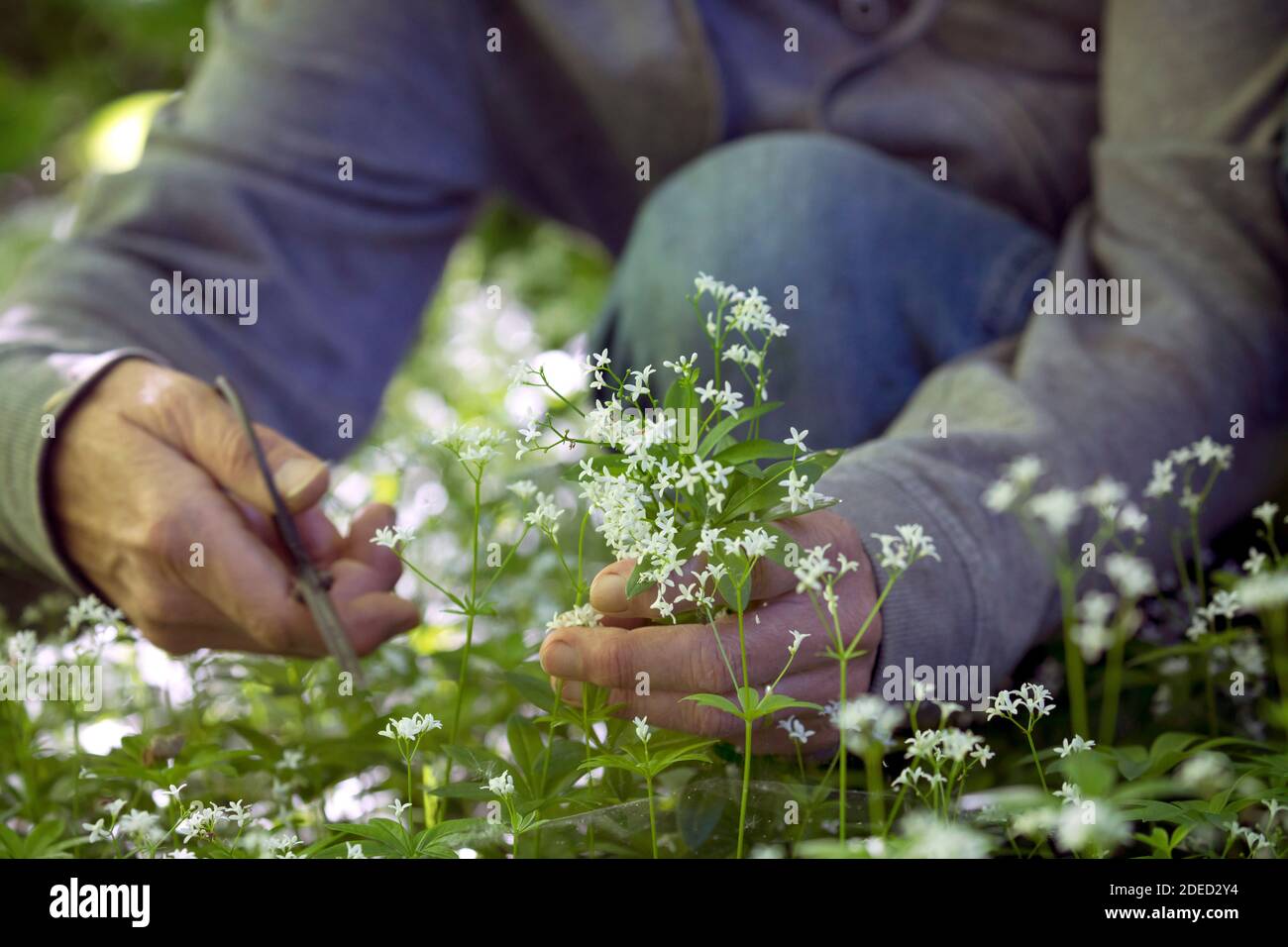 Edible plants hi-res stock photography and images - Alamy
