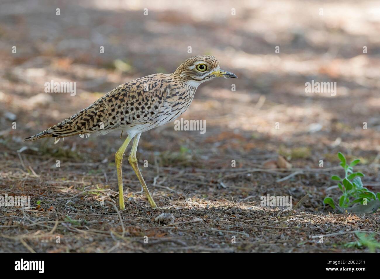 Cape dikkop, Spotted thick-knee (Burhinus capensis), side view of an adult standing on the ...