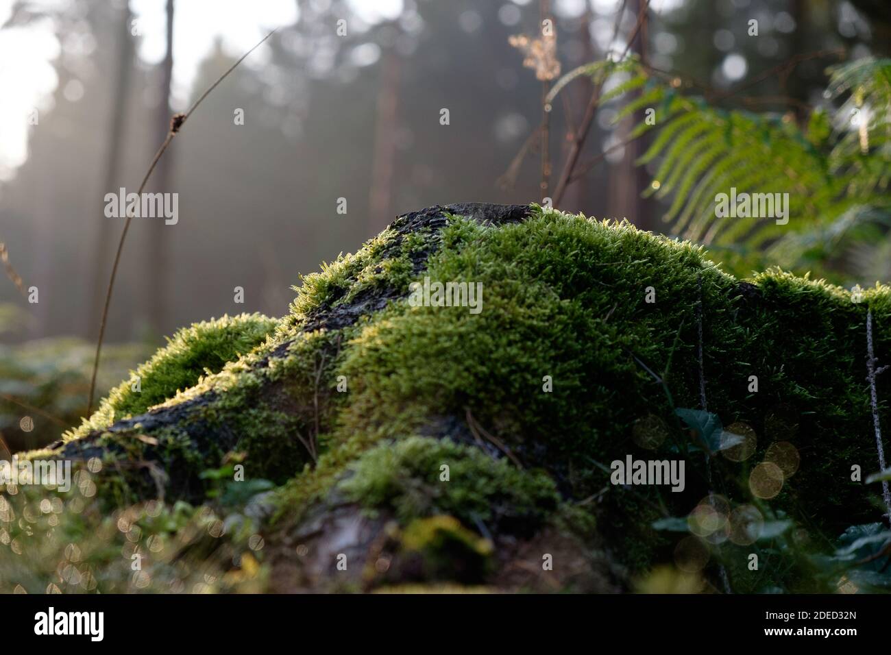 moos on the forest Stock Photo - Alamy