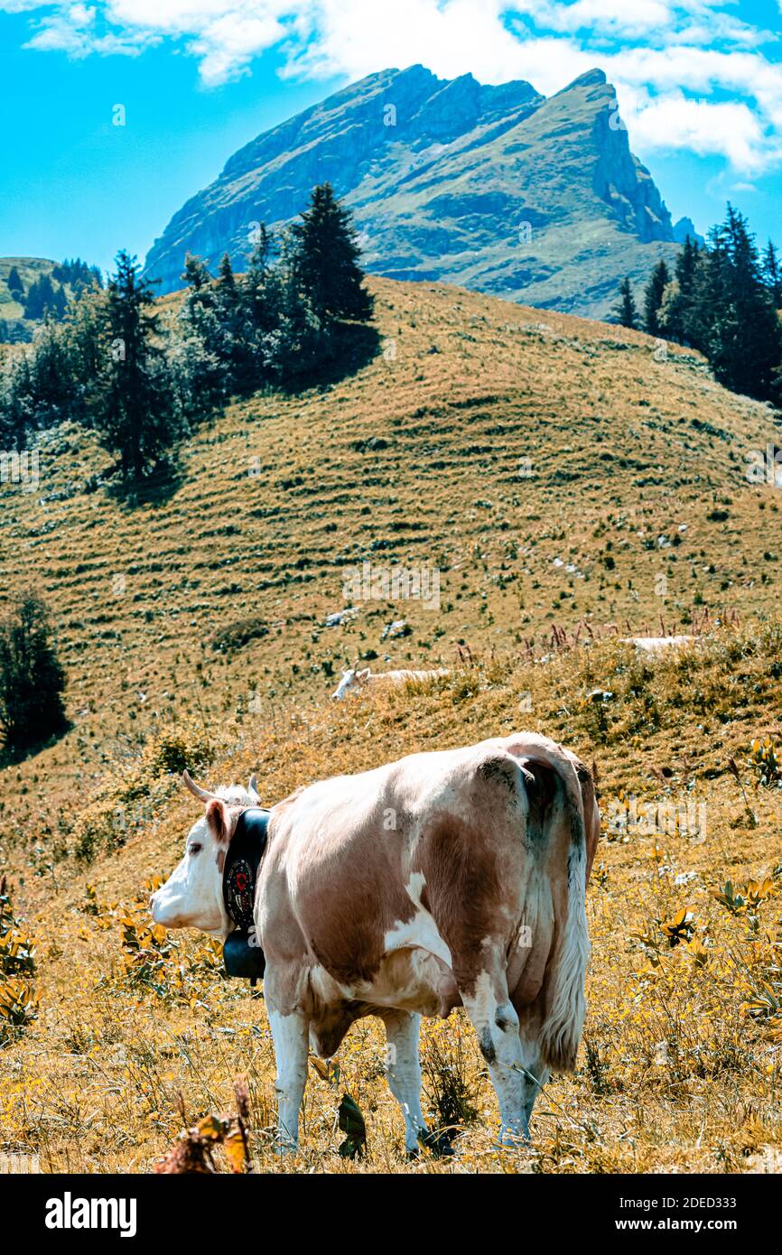 Typical Swiss cow on an alpine pasture in the Swiss Alps during a hike ...