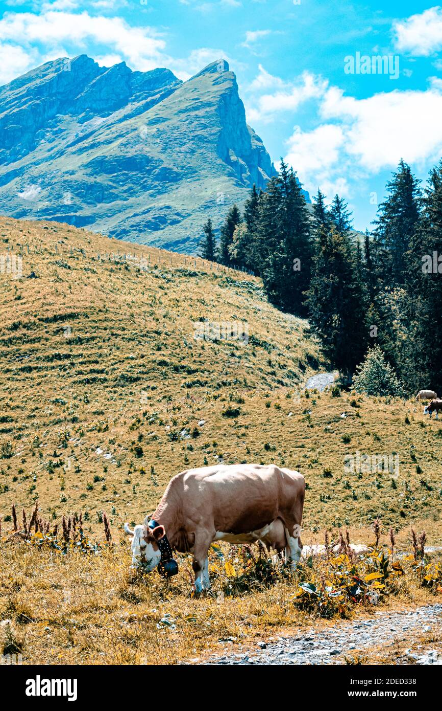 Typical Swiss cow on an alpine pasture in the Swiss Alps during a hike ...