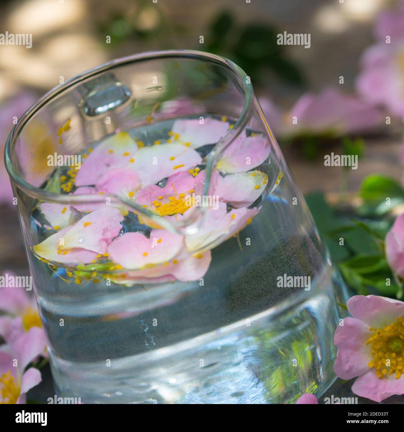 selfmade rose flower water, Germany Stock Photo - Alamy