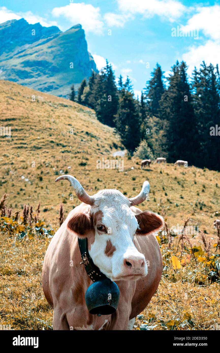 Typical Swiss cow on an alpine pasture in the Swiss Alps during a hike ...