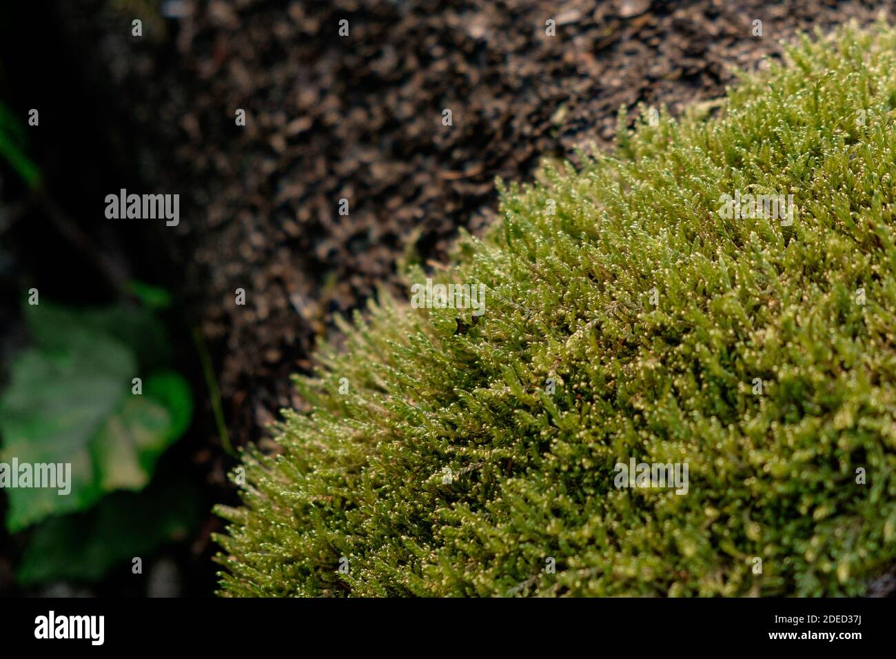 Moosy hi-res stock photography and images - Alamy