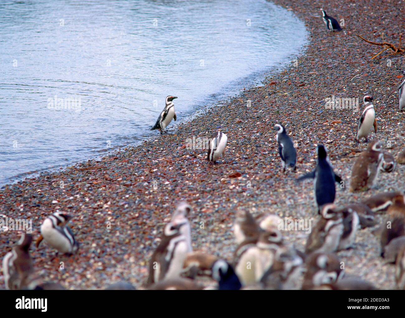 PINGÜINOS EN LA RESERVA DE PUNTA TOMBO. Location: PUNTA TOMBO ...