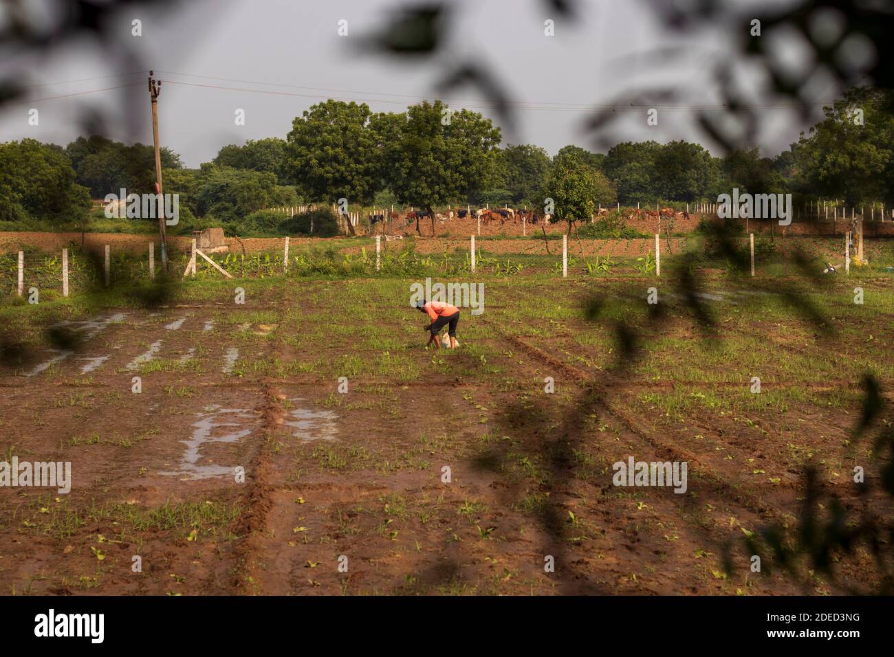 Indian farmer farming in his own farm Stock Photo - Alamy