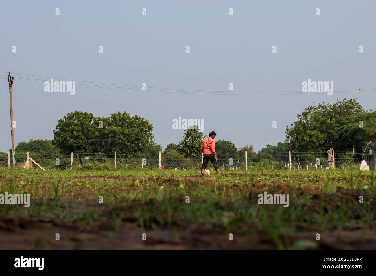 Indian farmer farming in his own farm Stock Photo - Alamy