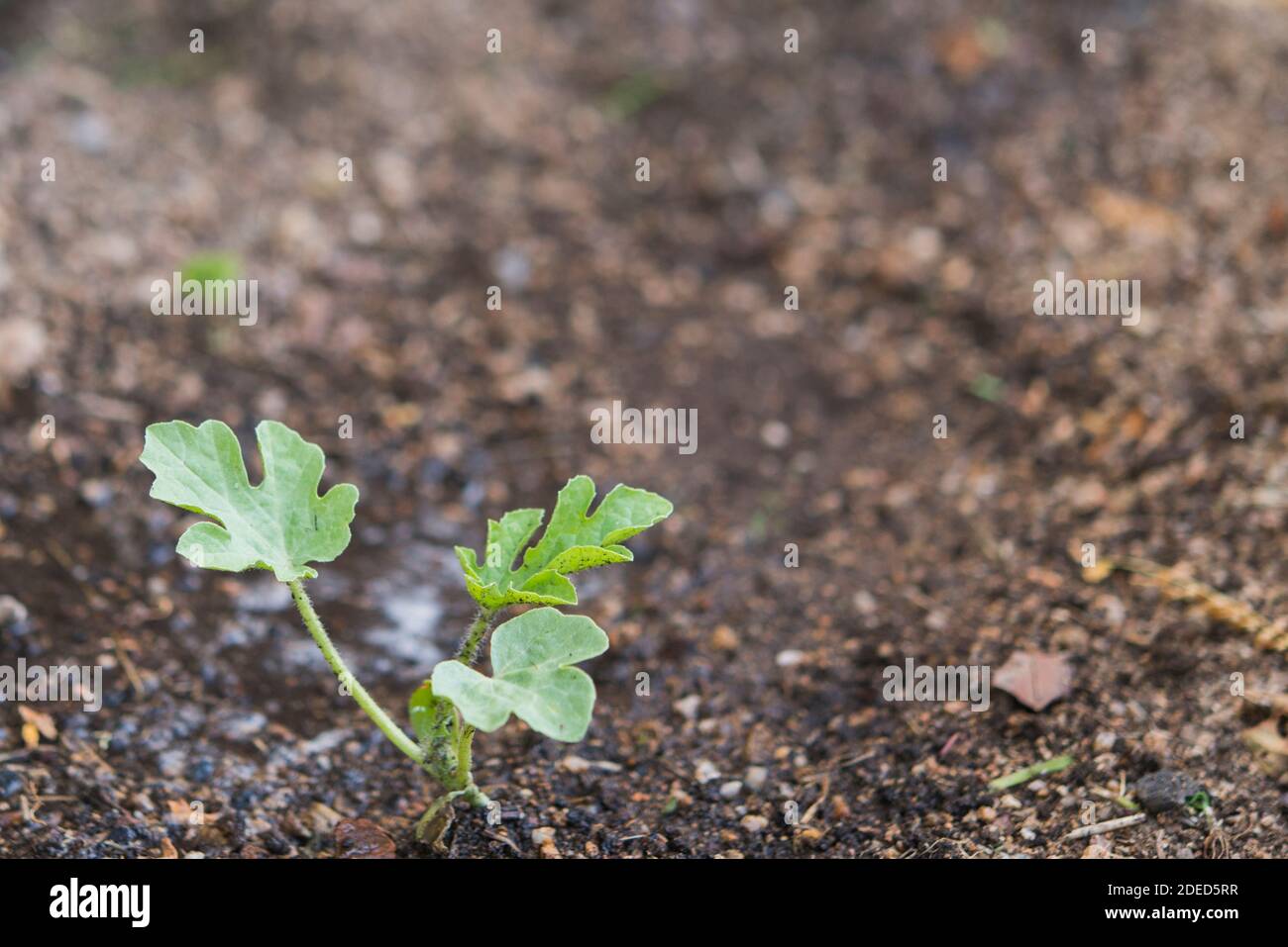 watermelon plant in natural land Stock Photo - Alamy