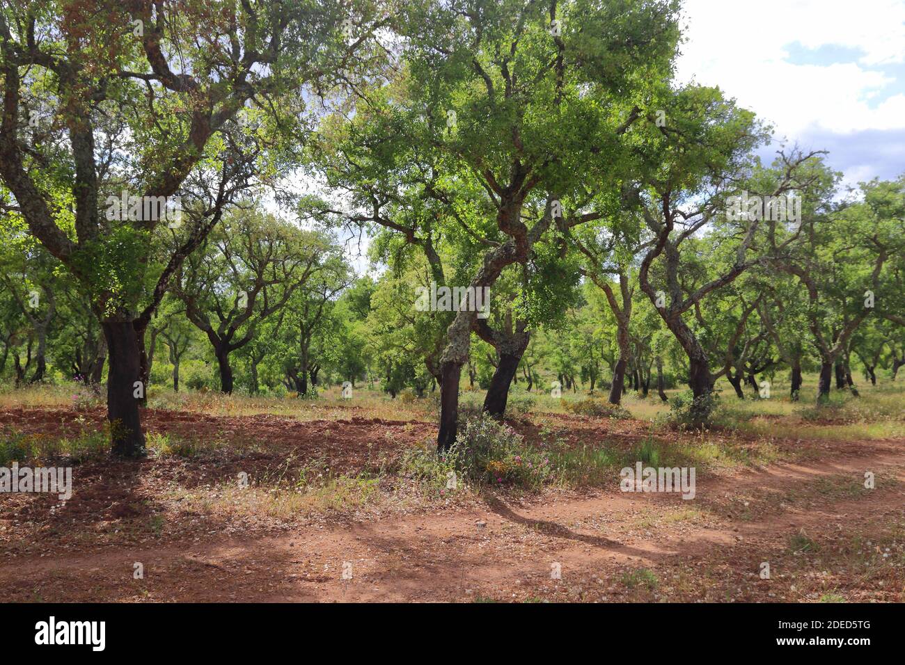 Cork oak tree plantation in Alentejo region, Portugal Stock Photo - Alamy