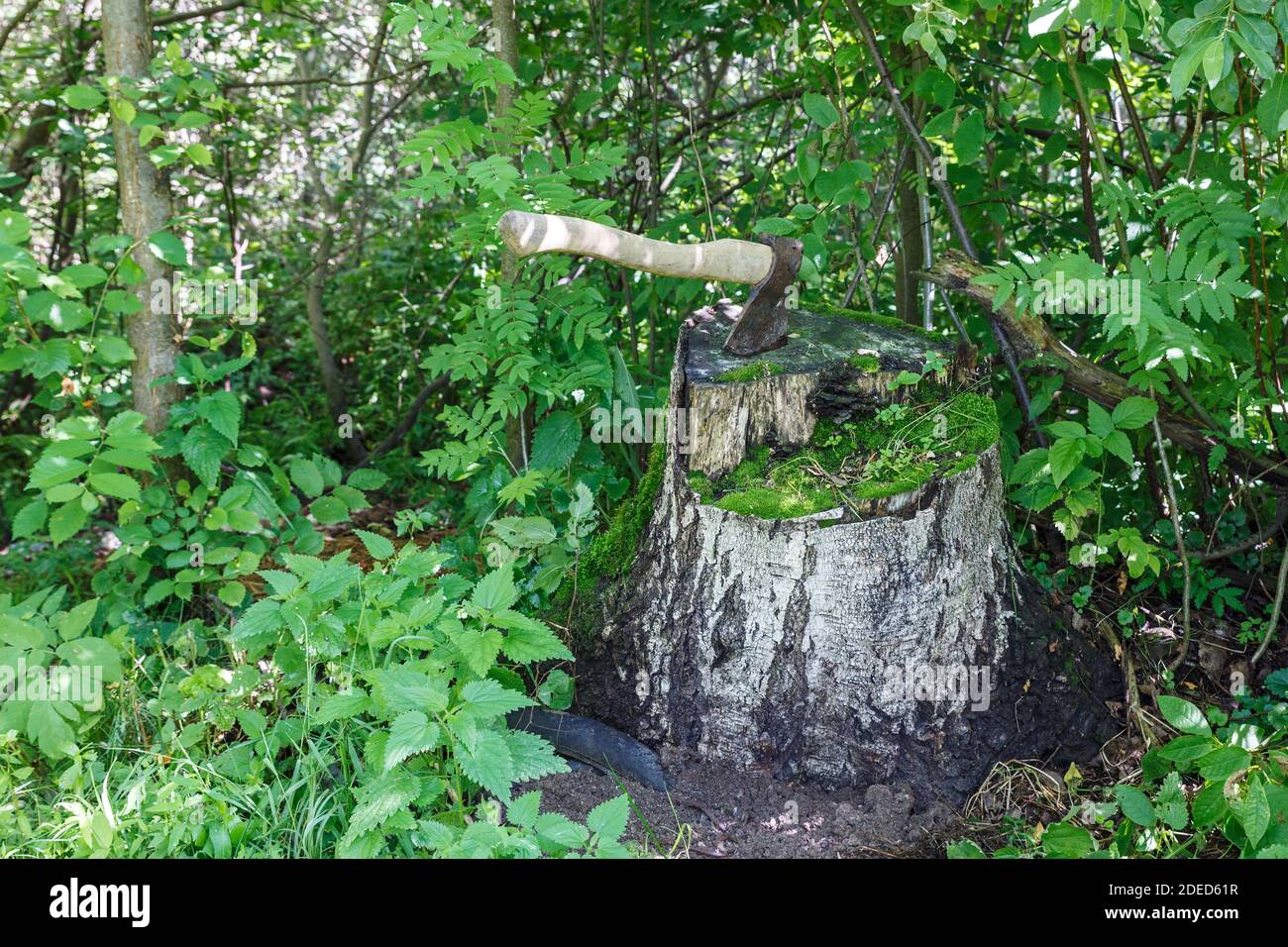 Ax in the stump. An iron ax with a wooden handle stuck into a tree ...